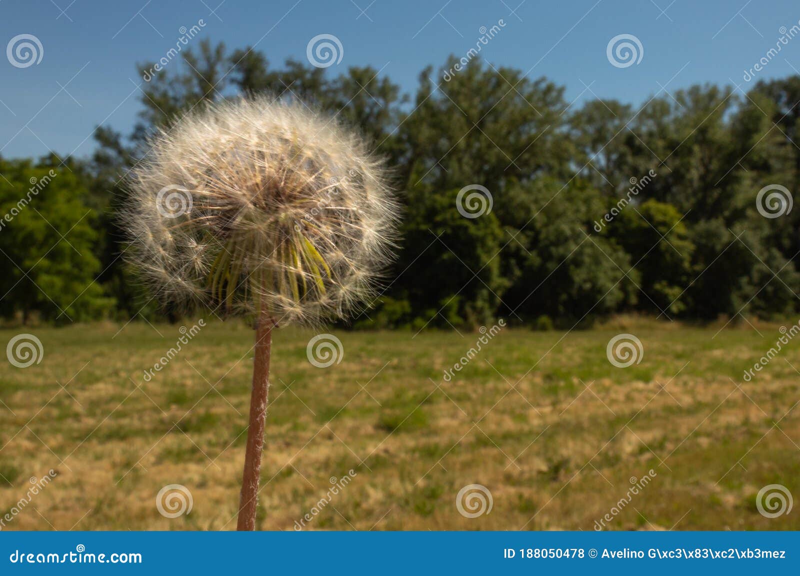 Plant Called Dandelion in a Forest Stock Photo - Image of gardening ...