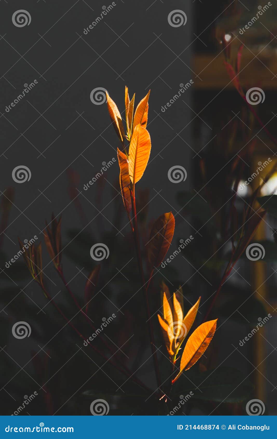 The Plant Called the Flame Bush that Can Turn into Red Colors Stock ...