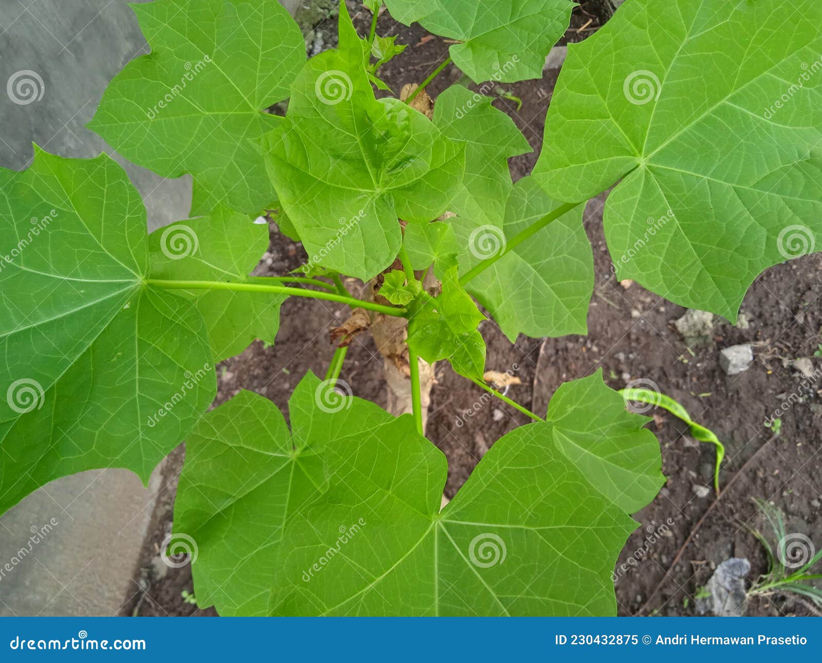 A Plant Called the Jarak Tree that Thrives Stock Image - Image of herb ...
