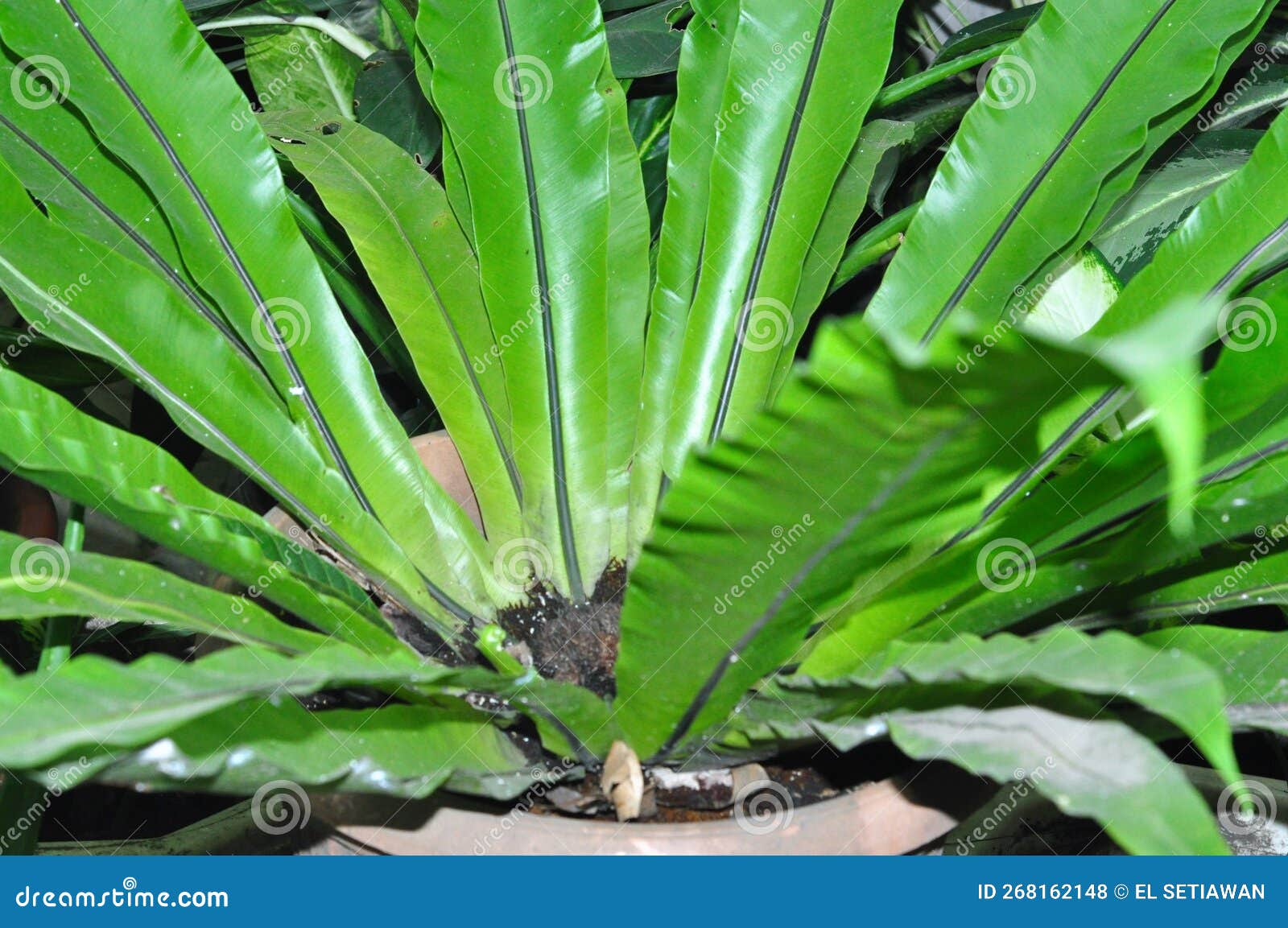 The Plant is Called Kadaka or Asplenium Nidus with Thick Leaves Stock ...