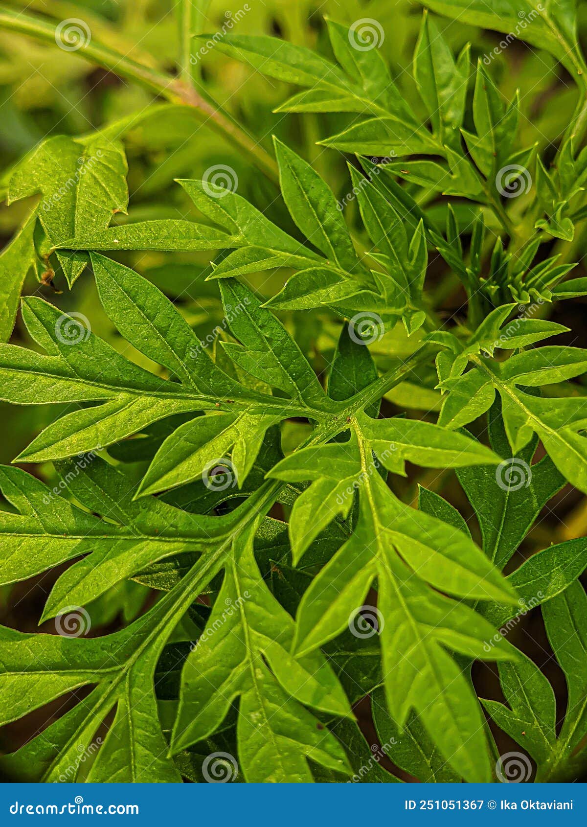 This is a Plant Called Kenikir Stock Image - Image of plant, kenikir ...