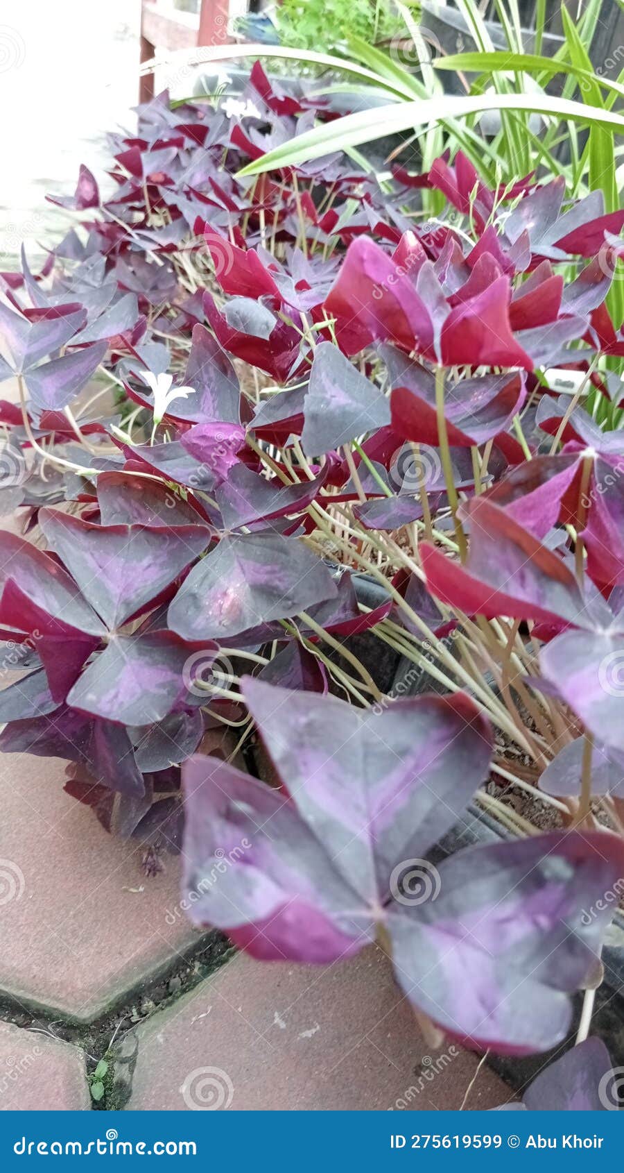A Plant Called Oxalis Triangularis Has a Shape Like a Butterfly and is ...