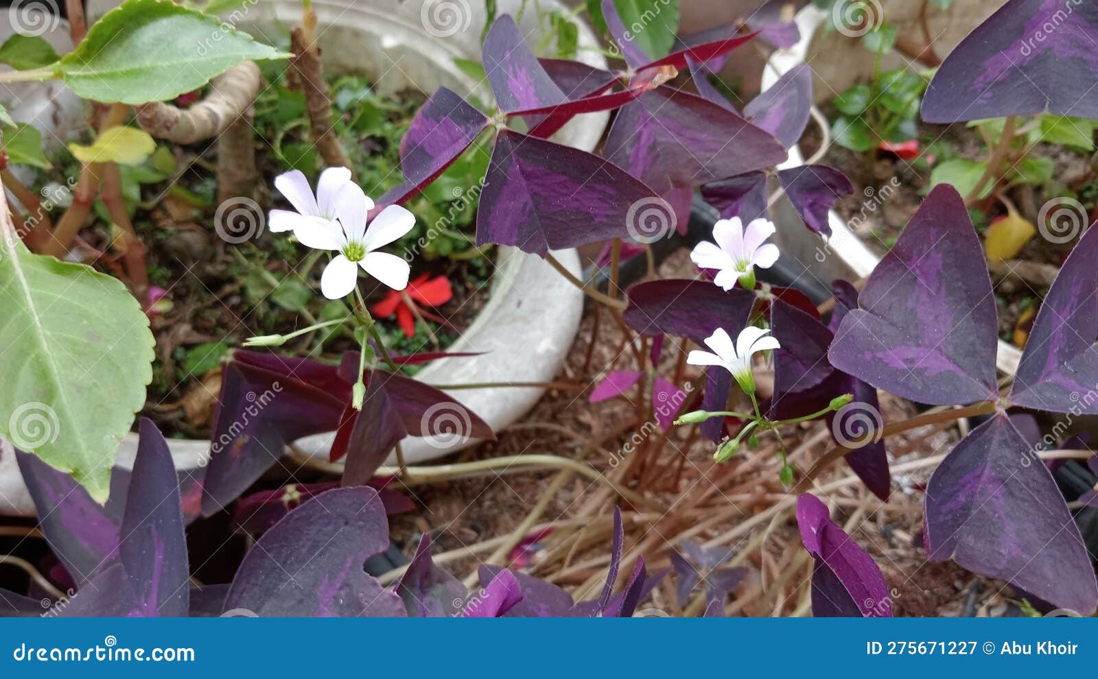 A Plant Called Oxalis Triangularis Has a Shape Like a Butterfly and is ...