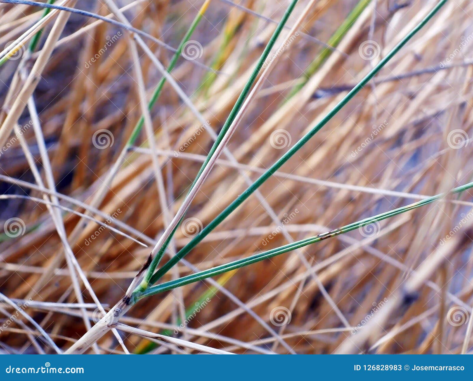Plant Canes in Autumn in the Park Stock Image - Image of park, leaves ...