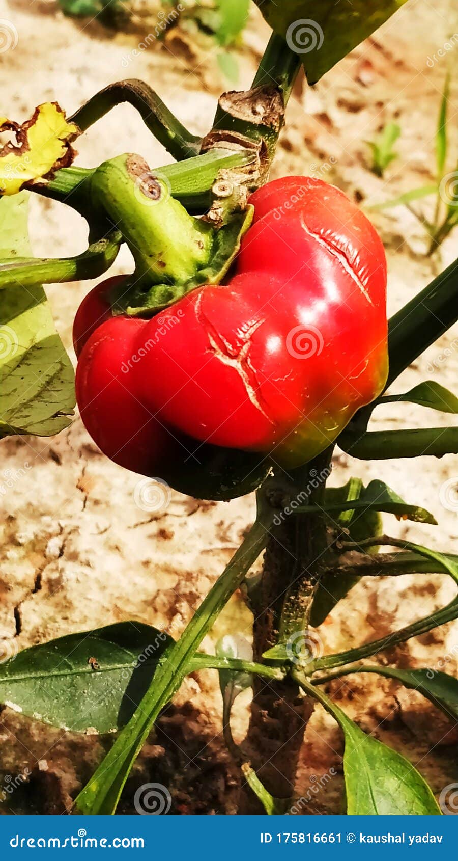 Plant of capsicum red stock image. Image of green, ingredients - 175816661