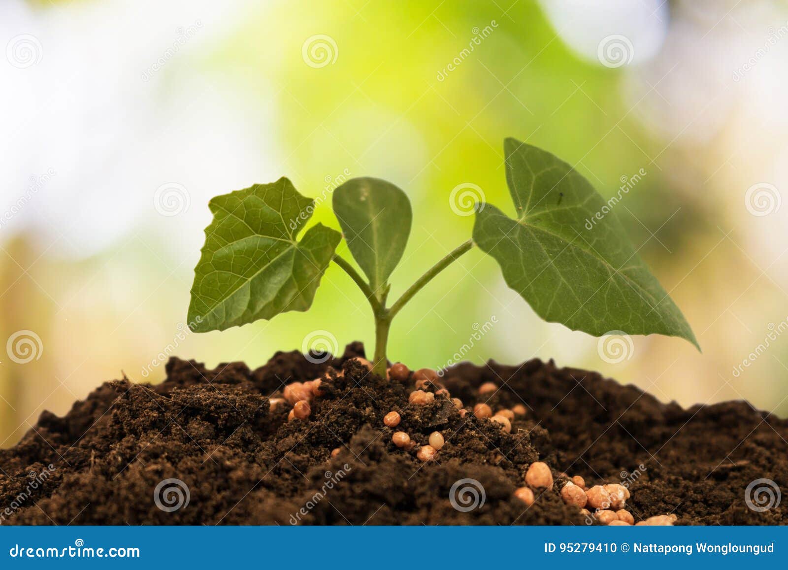 Plant Care and Fertilize the Trees. Stock Photo - Image of botany ...