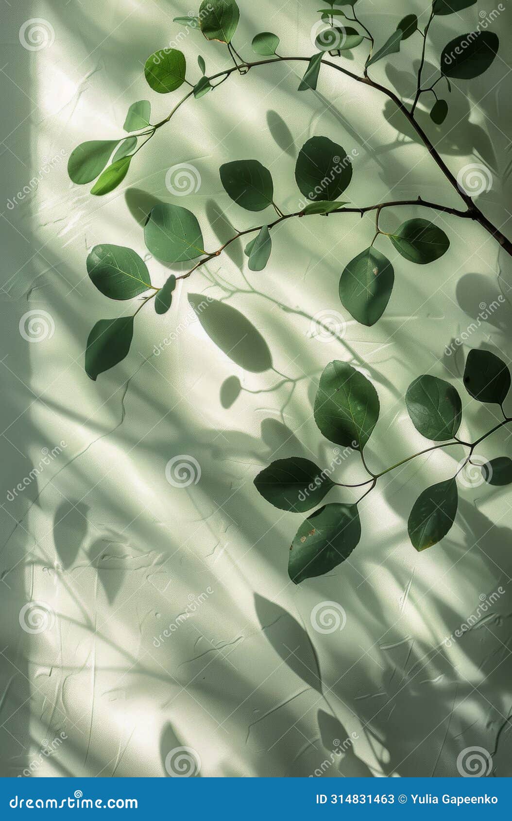 Plant Casting Shadow on Wall Stock Image - Image of interior, sunlight ...