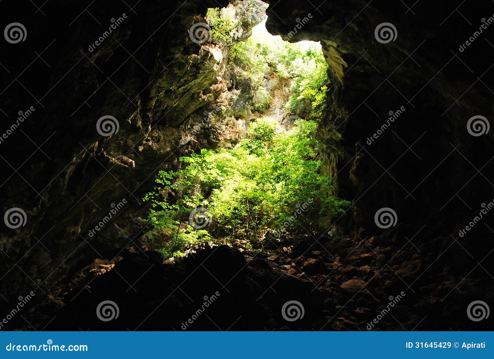 Plant in the Cave stock image. Image of hope, adventure - 31645429