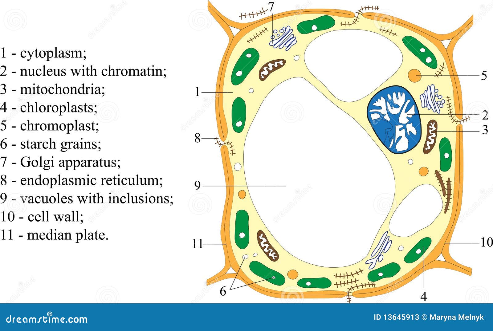 Plant cell stock vector. Illustration of synthesis, reticulum - 13645913