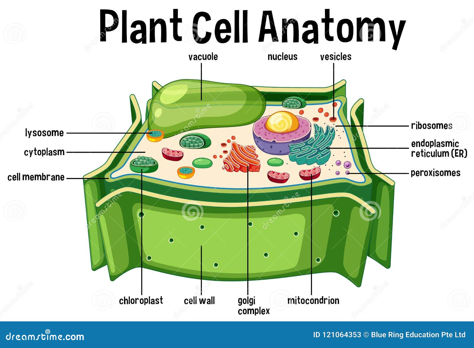 Plant Cell Anatomy diagram stock vector. Illustration of reticulum ... Plant Cell Anatomy diagram stock vector. Illustration of reticulum ...