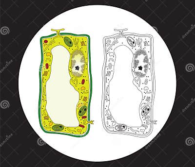 Plant cell cross section stock vector. Illustration of bioscience - 5137939
