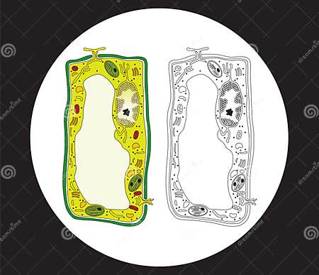 Plant cell cross section stock vector. Illustration of bioscience - 5137939