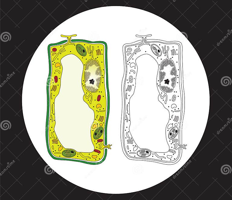 Plant cell cross section stock vector. Illustration of bioscience - 5137939