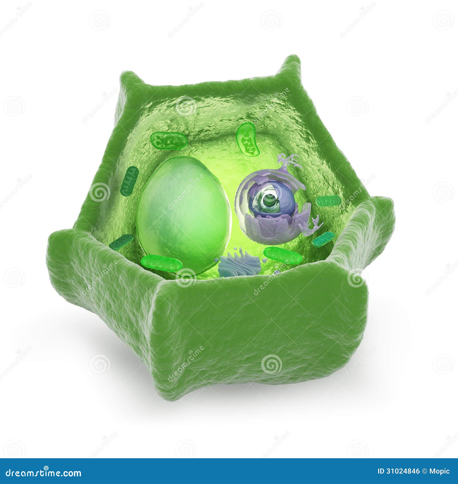 Plant Cell Anatomy Cartoon Vector | CartoonDealer.com #43912193