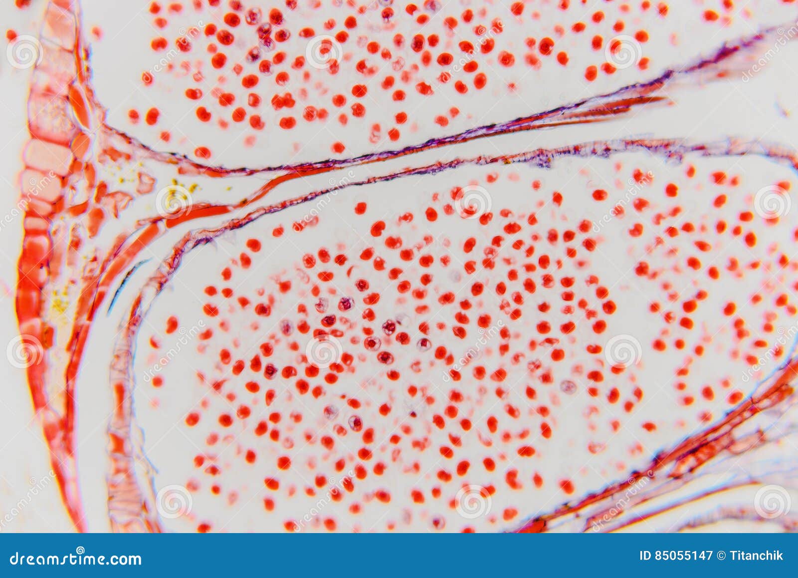 Plant Cell- High Magnification with Light Microscope. Science Ba Stock ...