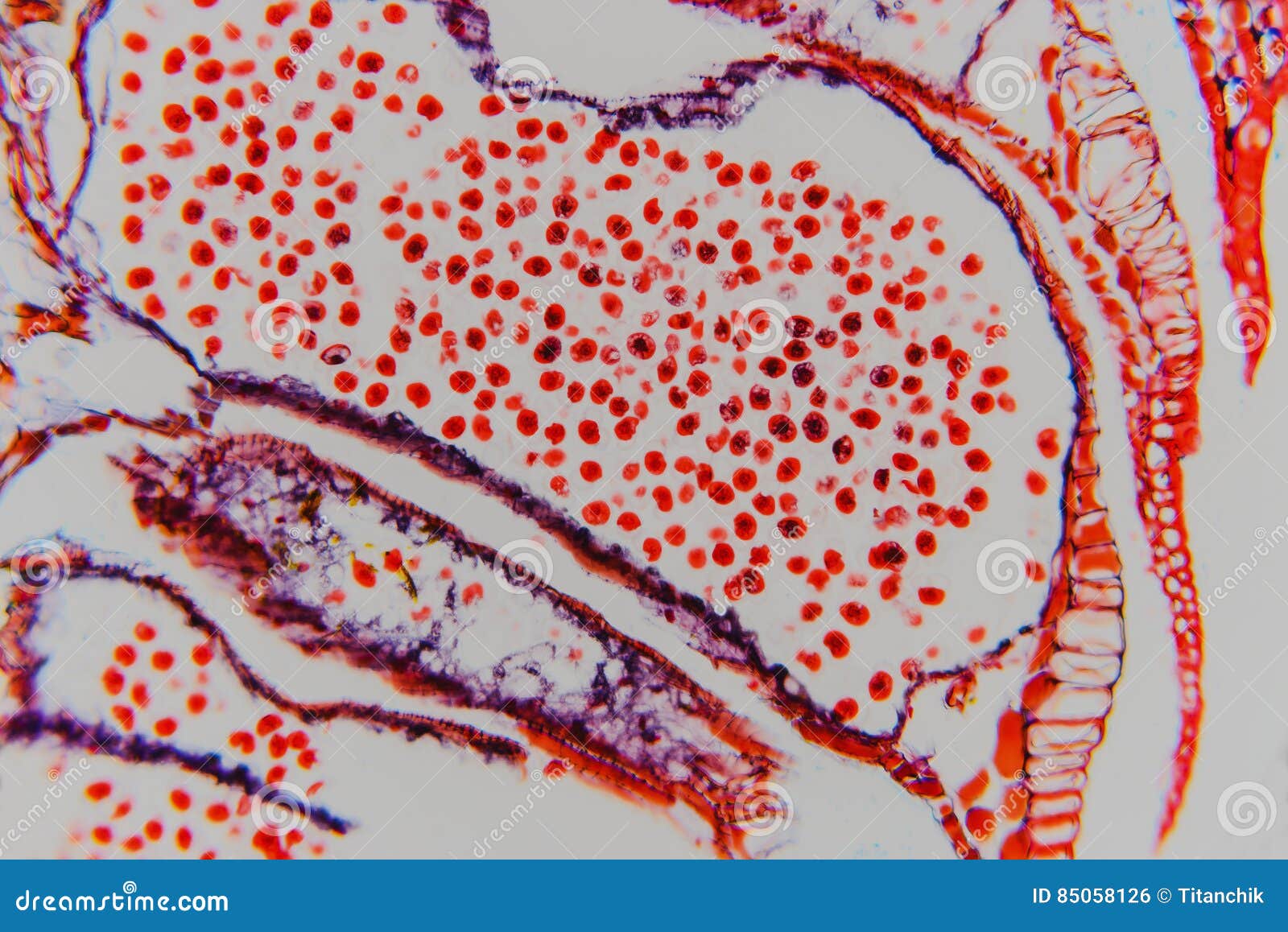 Plant Cell- High Magnification with Light Microscope. Science Ba Stock ...