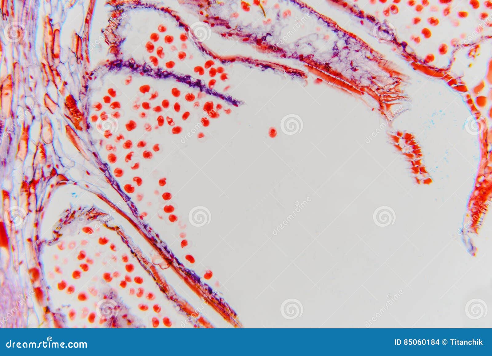 Plant Cell- High Magnification with Light Microscope. Science Ba Stock ...