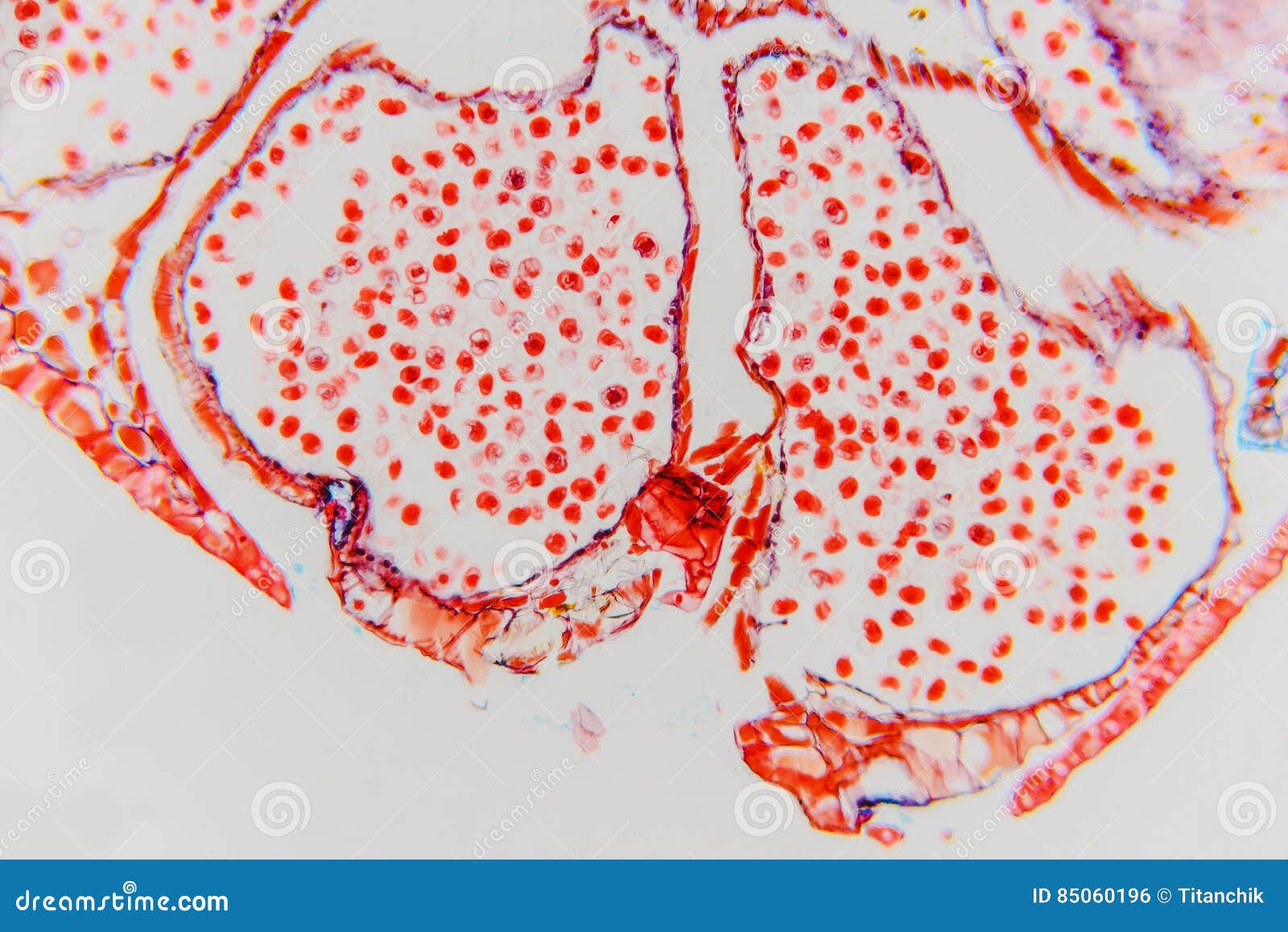 Plant Cell- High Magnification with Light Microscope. Science Ba Stock ...
