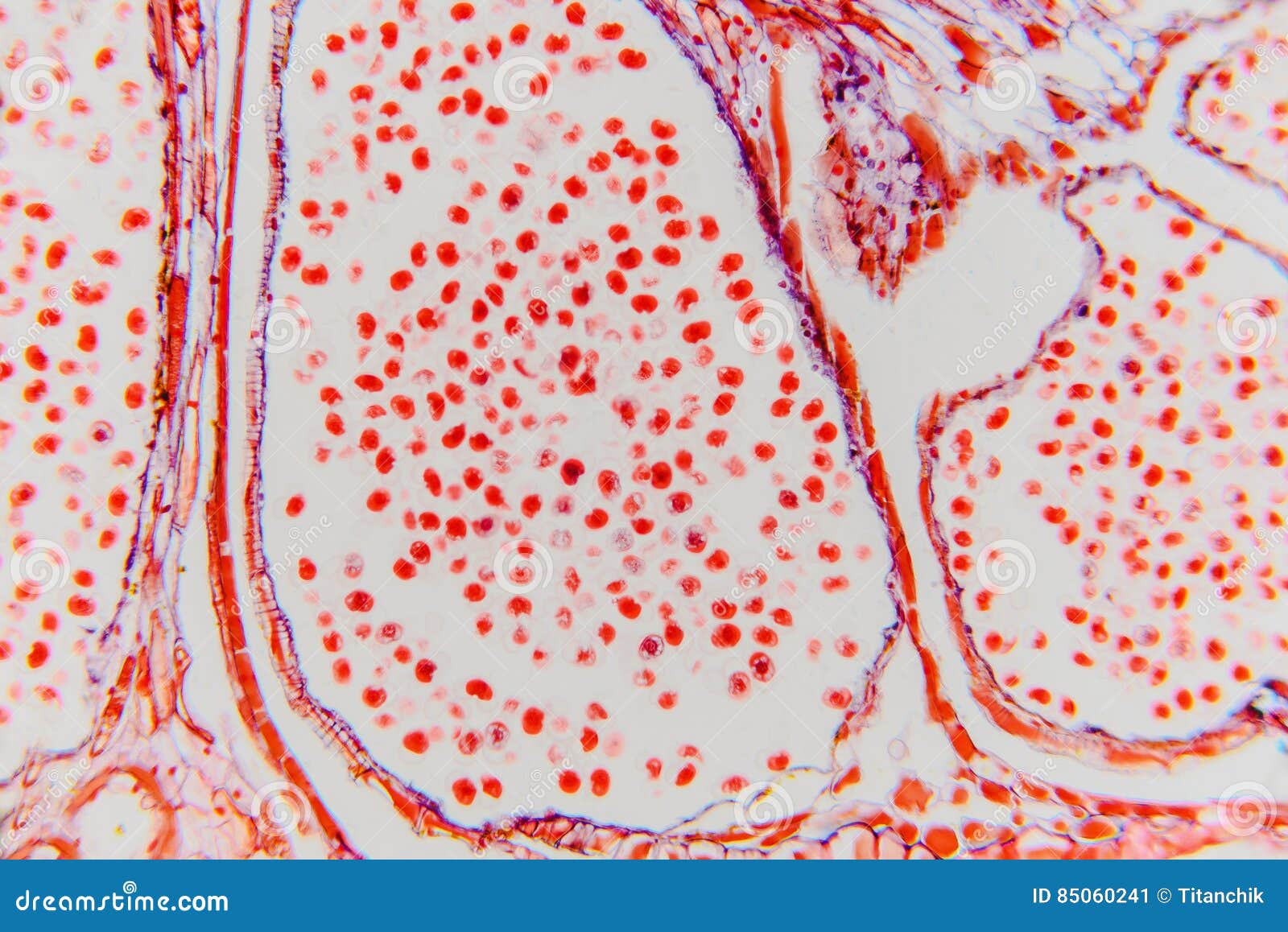Plant Cell- High Magnification with Light Microscope. Science Ba Stock ...