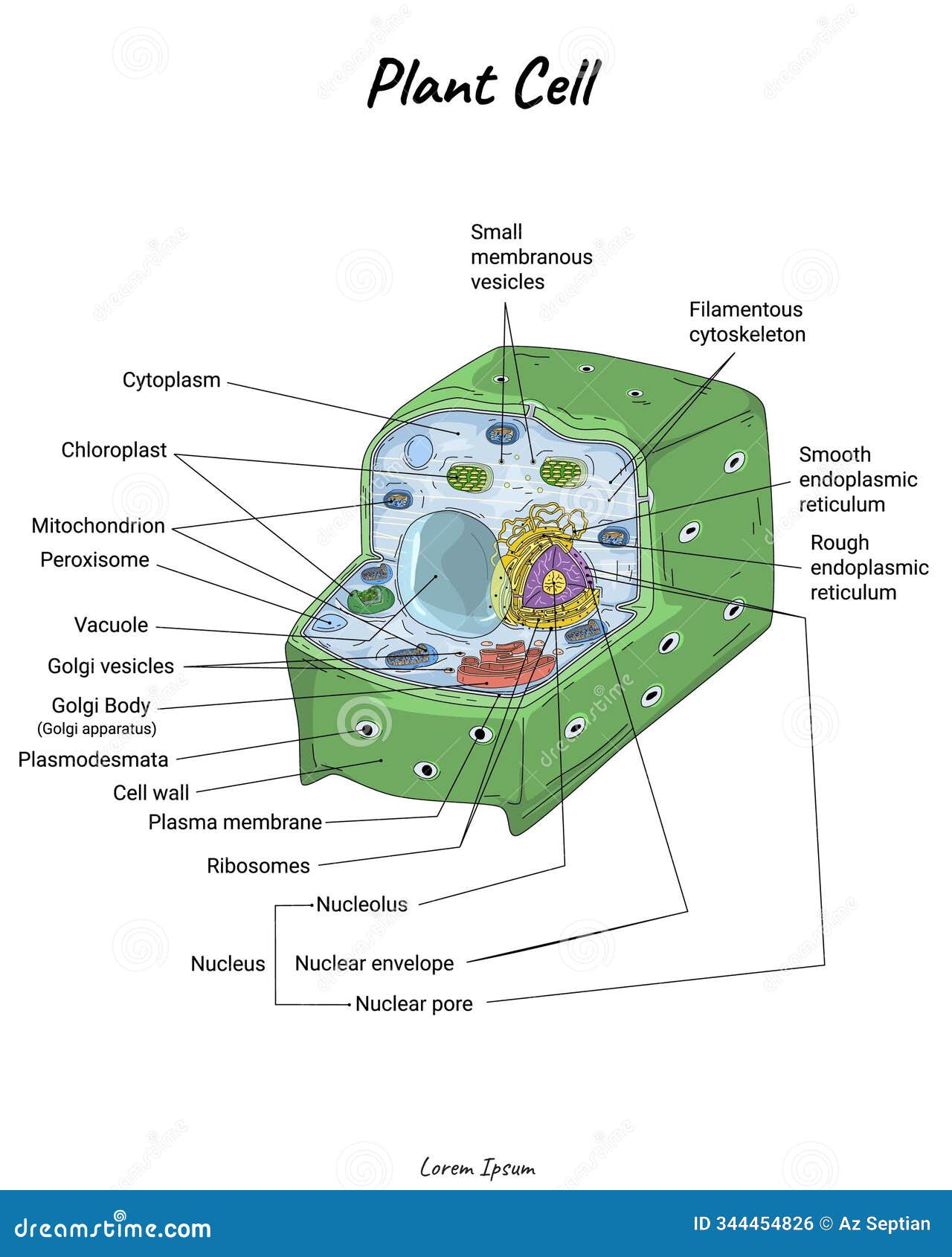Plant Cell Illustration | CartoonDealer.com #344454826
