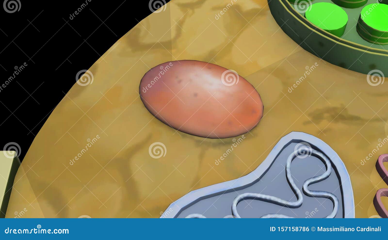 Plant cell Lysosome stock footage. Video of nuclear - 157158786