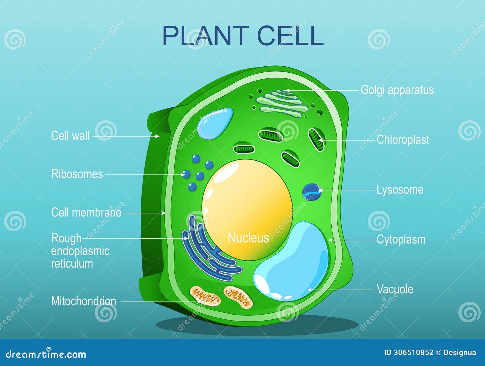 Plant Cell Structure Vector Illustration | CartoonDealer.com #306510852