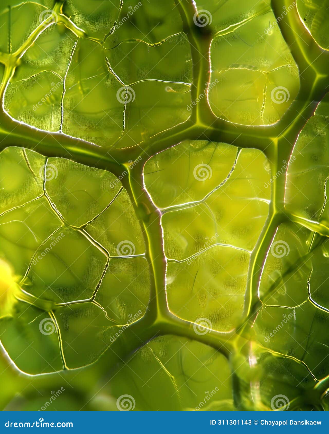 Plant Cell Structure Close-up. Generative AI Illustration. Stock ...