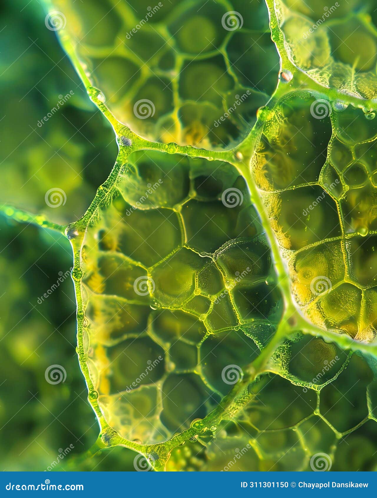 Plant Cell Structure Close-up. Generative AI Illustration. Stock ...