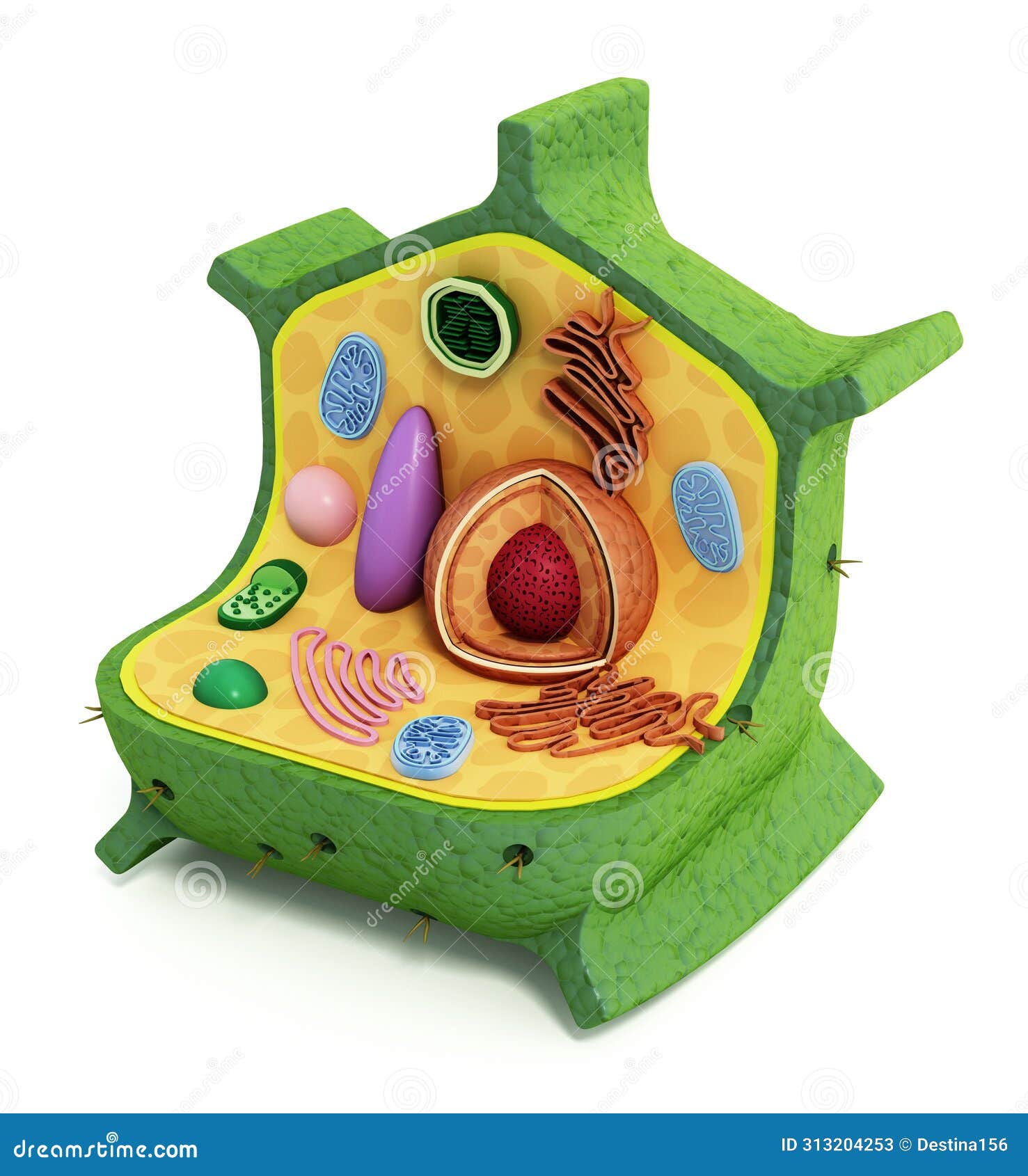 Plant Cell Structure. 3D Illustration Stock Illustration - Illustration ...