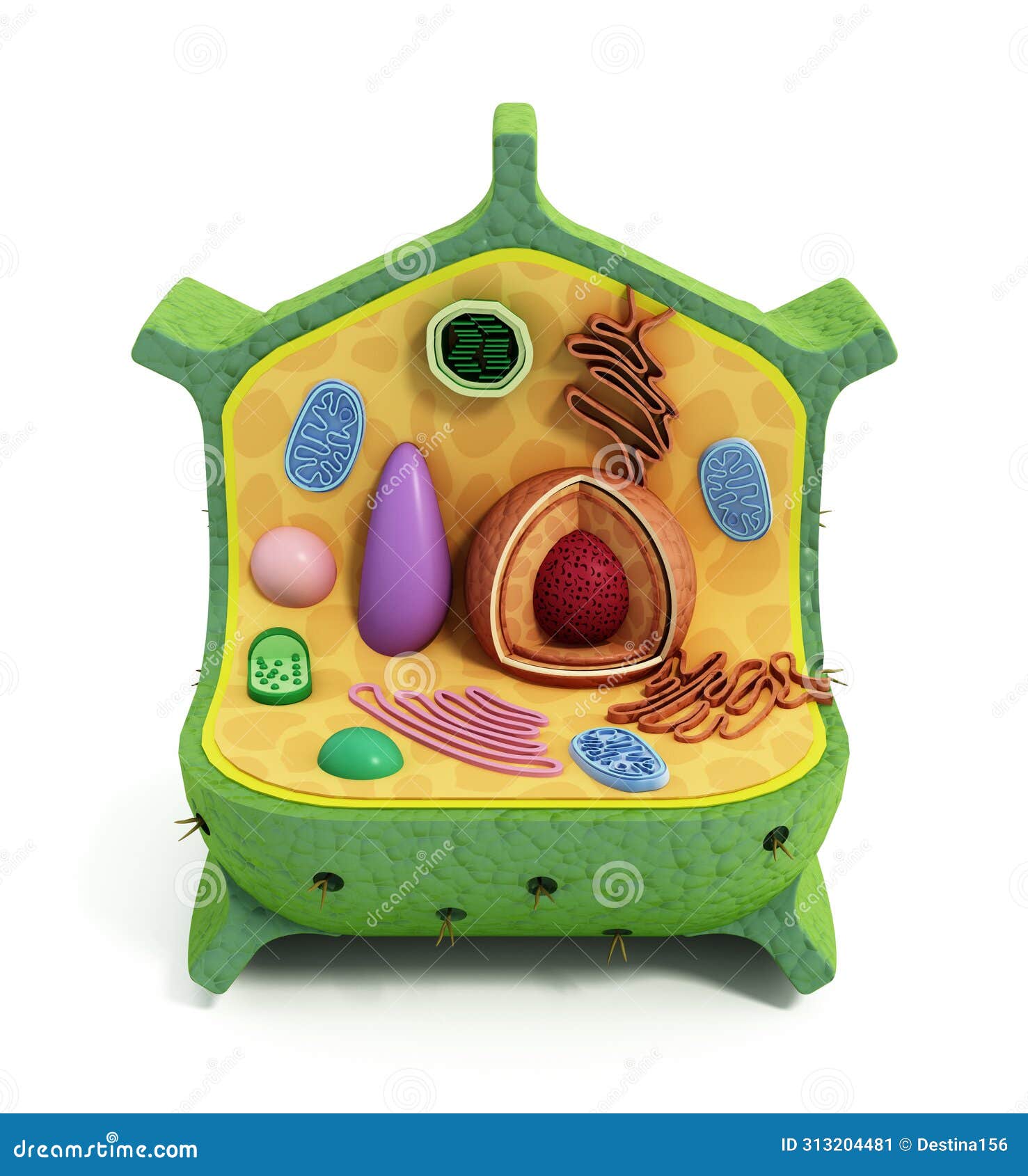 Plant Cell Structure. 3D Illustration Stock Illustration - Illustration ...