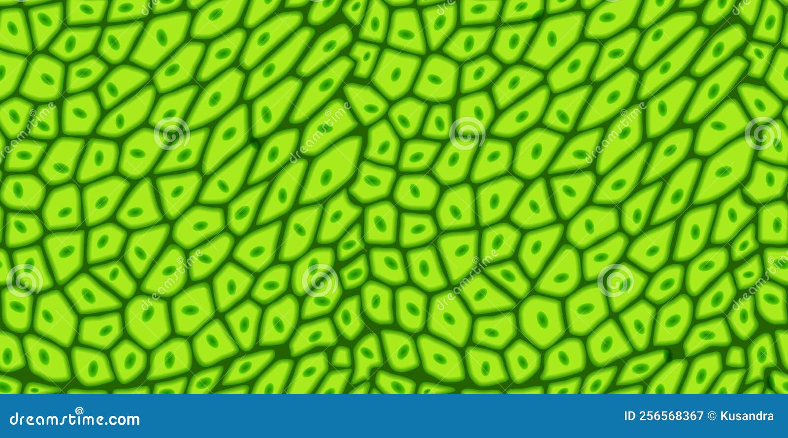 Plant Cell Texture Under a Microscope or Abstract Green Seamless ...