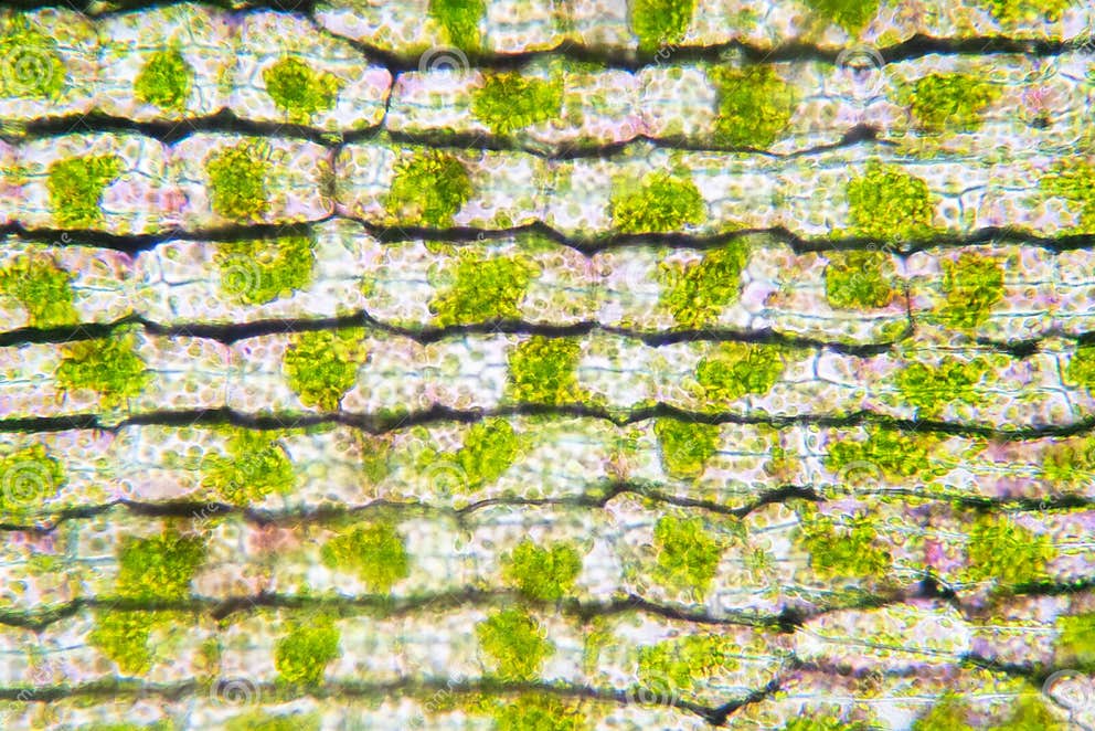 Plant Cell Under the Microscope View Stock Image - Image of microscope ...