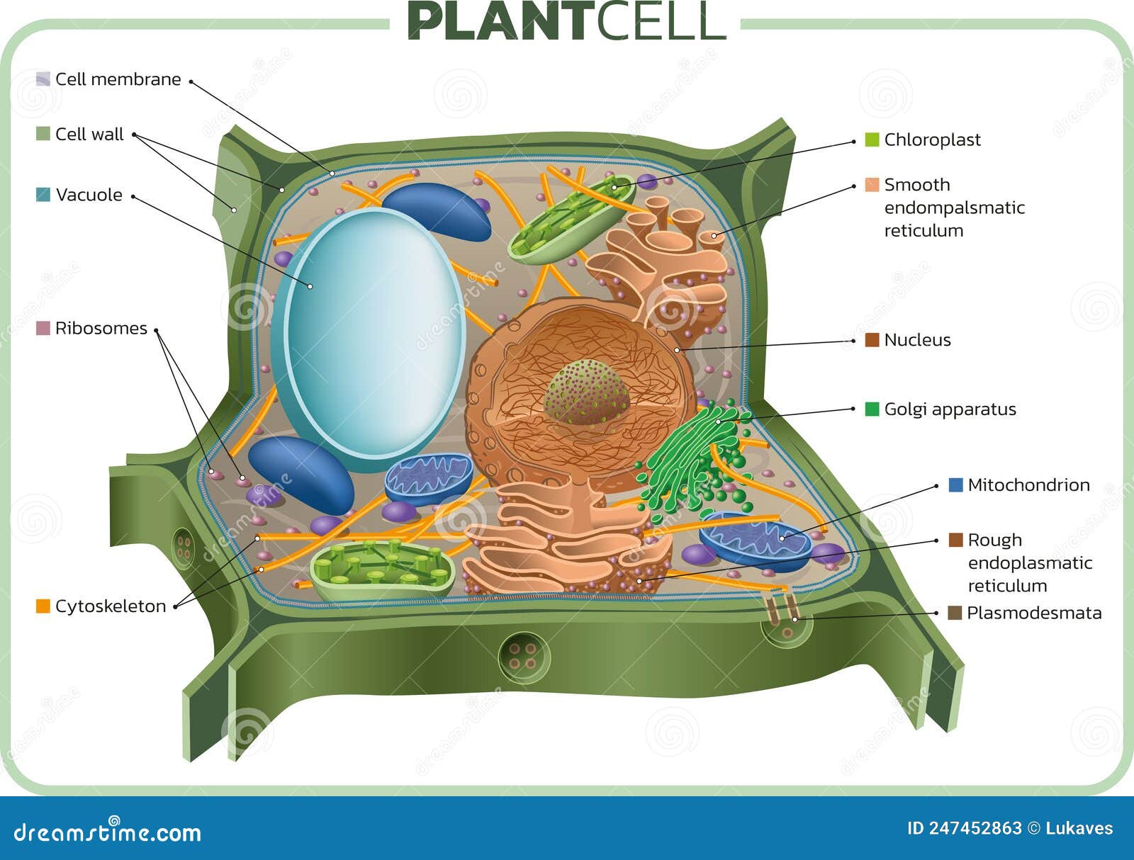 Plant cell stock vector. Illustration of environment - 247452863