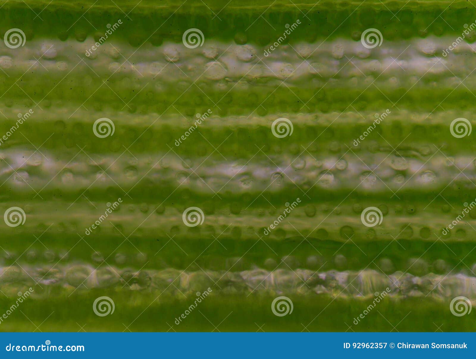 Plant cells background. stock image. Image of microscopic - 92962357