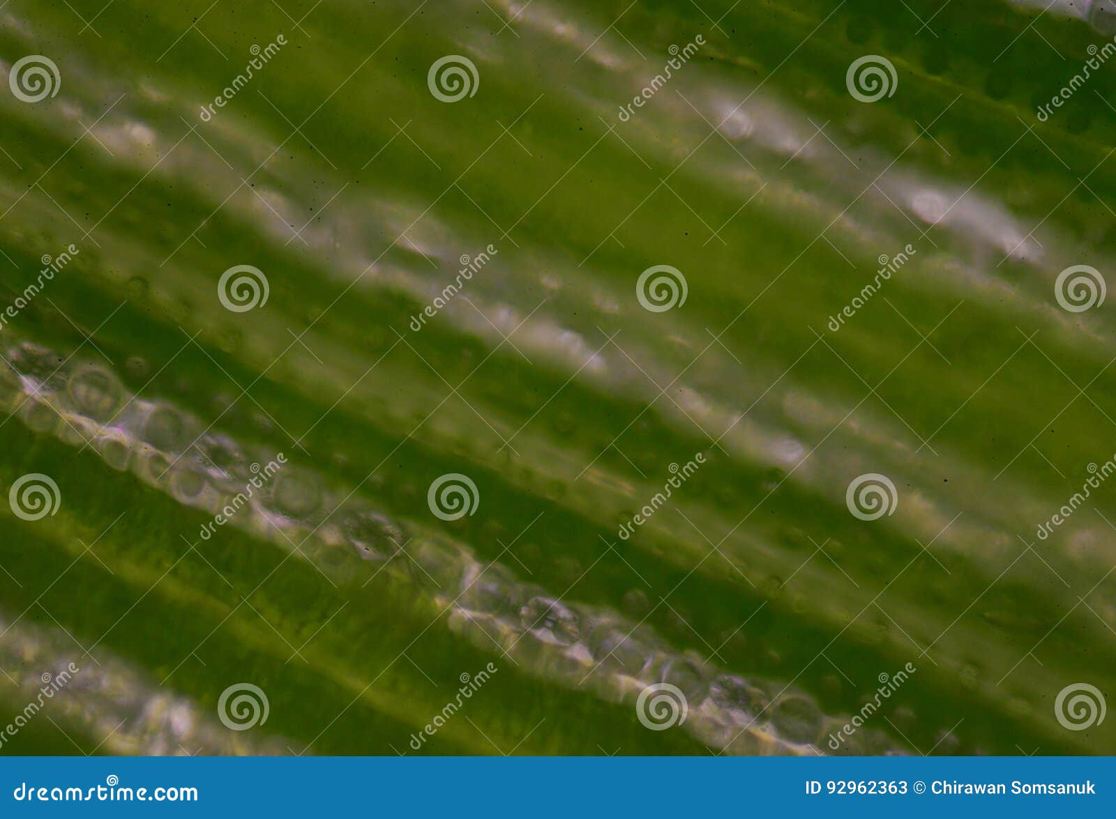 Plant cells background. stock image. Image of abstract - 92962363