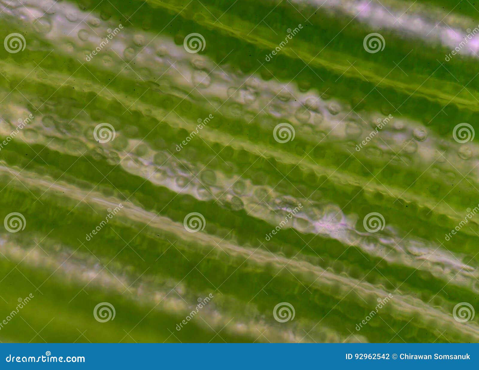 Plant cells background. stock photo. Image of cells, leaf - 92962542