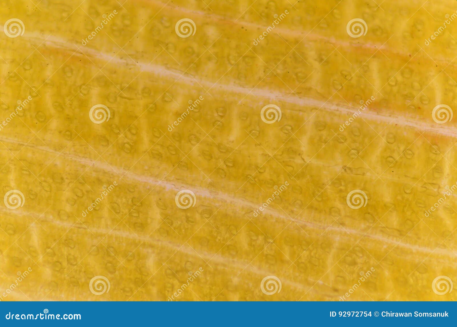 Plant cells background. stock photo. Image of abstract - 92972754