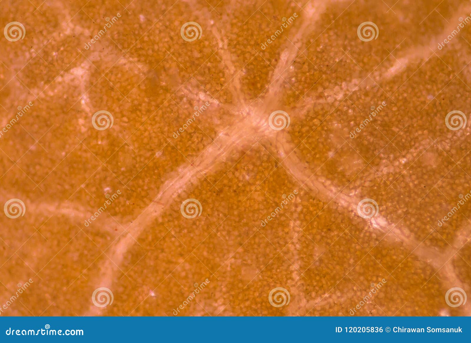 Plant cells background. stock photo. Image of microbiology - 120205836