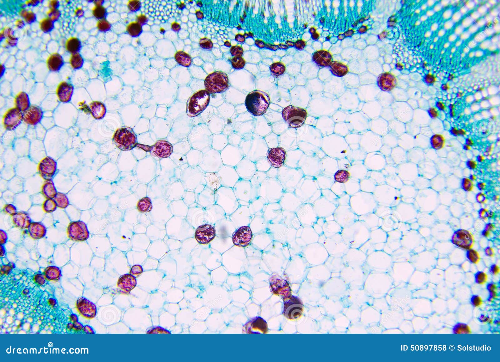 Plant Cells Under Microscope Royalty-Free Stock Photo | CartoonDealer ...