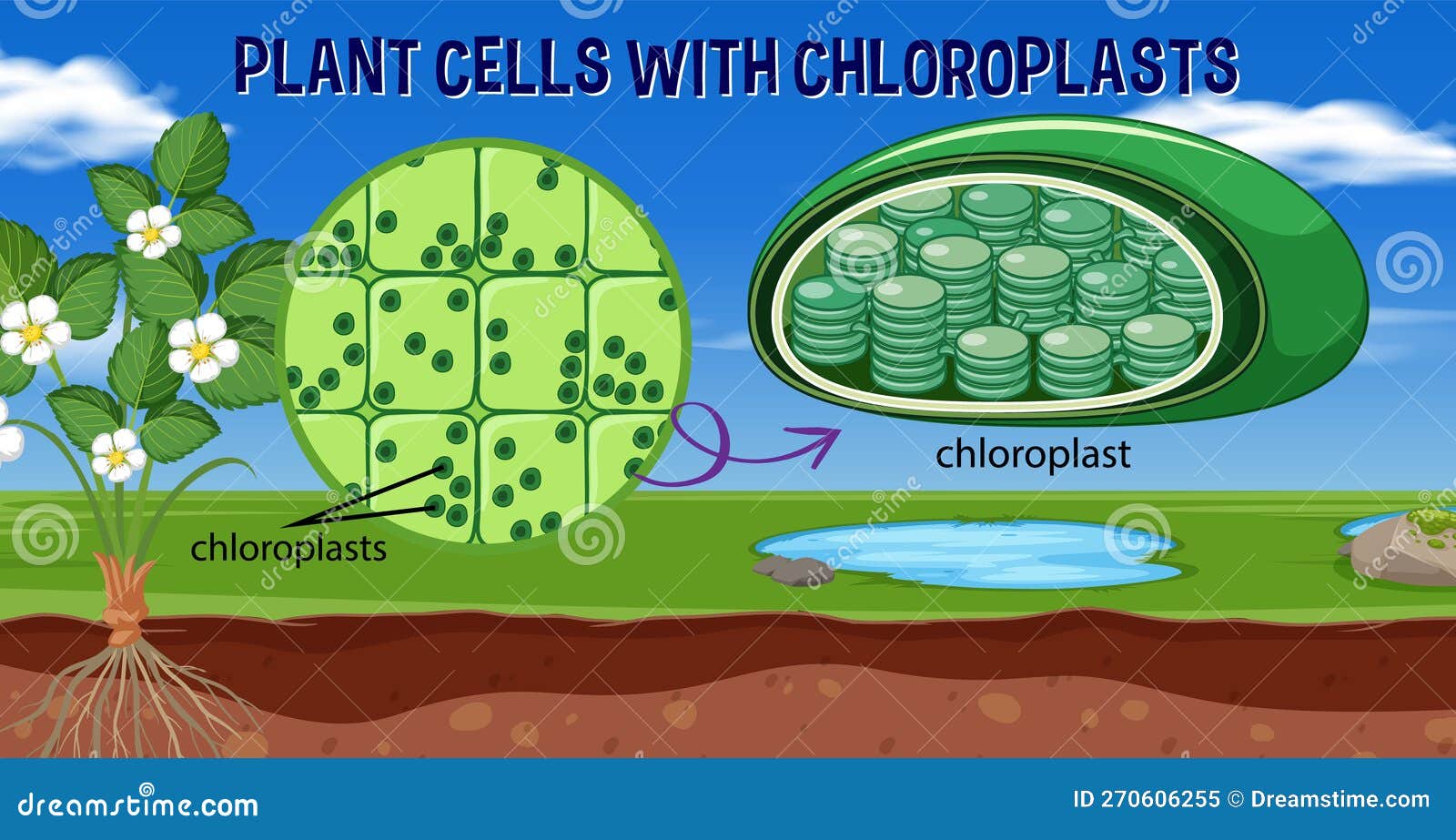 Chloroplasts Cartoons, Illustrations & Vector Stock Images - 205 ...