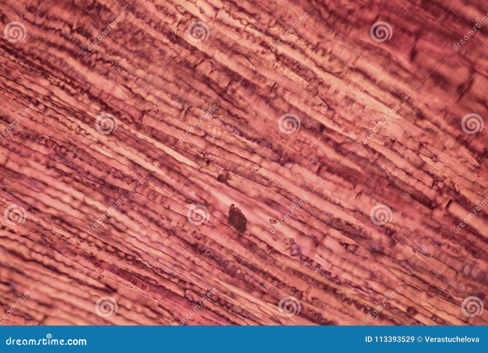 Plant Cells from Flower Petal Under Microscope Stock Image - Image of ...