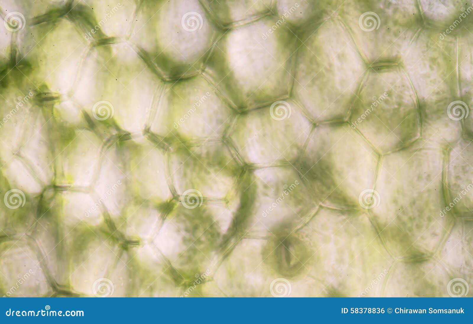 Plant Cells Under Microscope. Royalty-Free Stock Photo | CartoonDealer ...