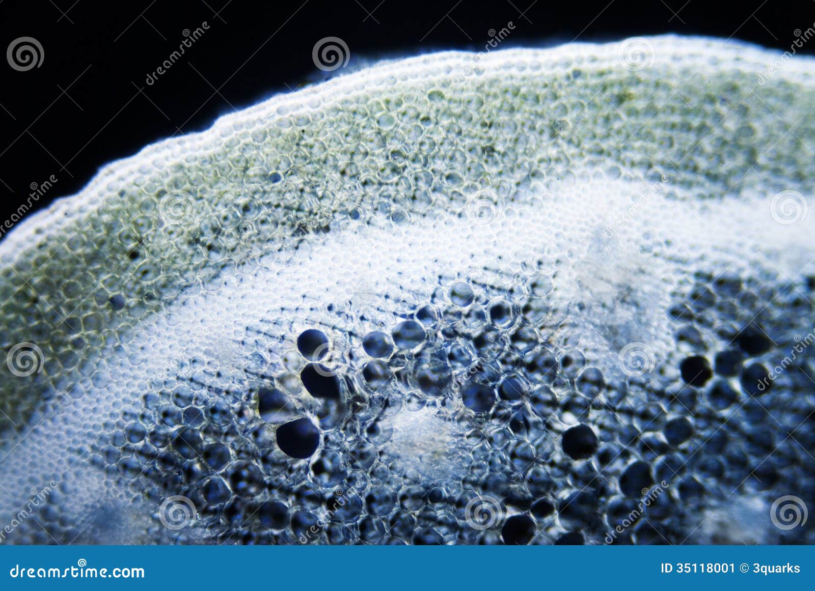 Plant cells stock image. Image of live, microscope, tulip - 35118001