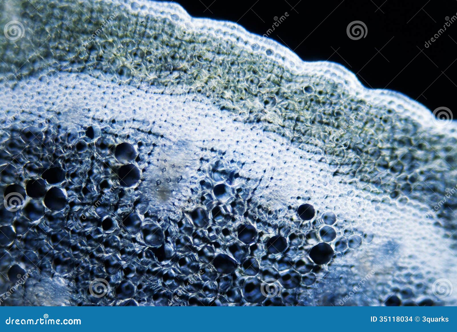 Plant cells stock photo. Image of magnification, organic - 35118034