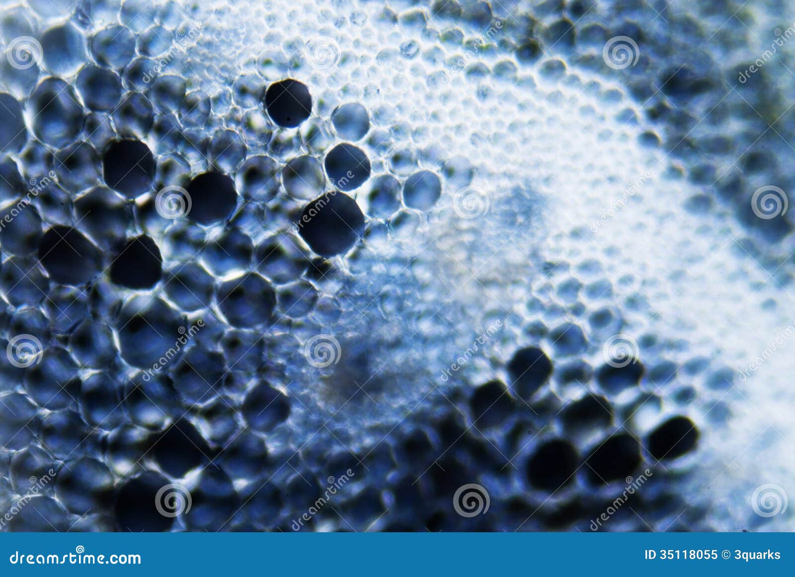 Plant cells stock image. Image of microphotography, science - 35118055