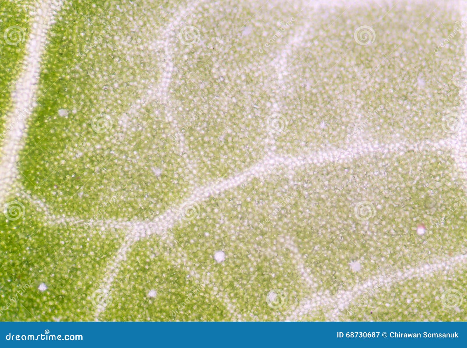 Plant Cells Under Microscope Stock Image - Image of allium, microscopic ...