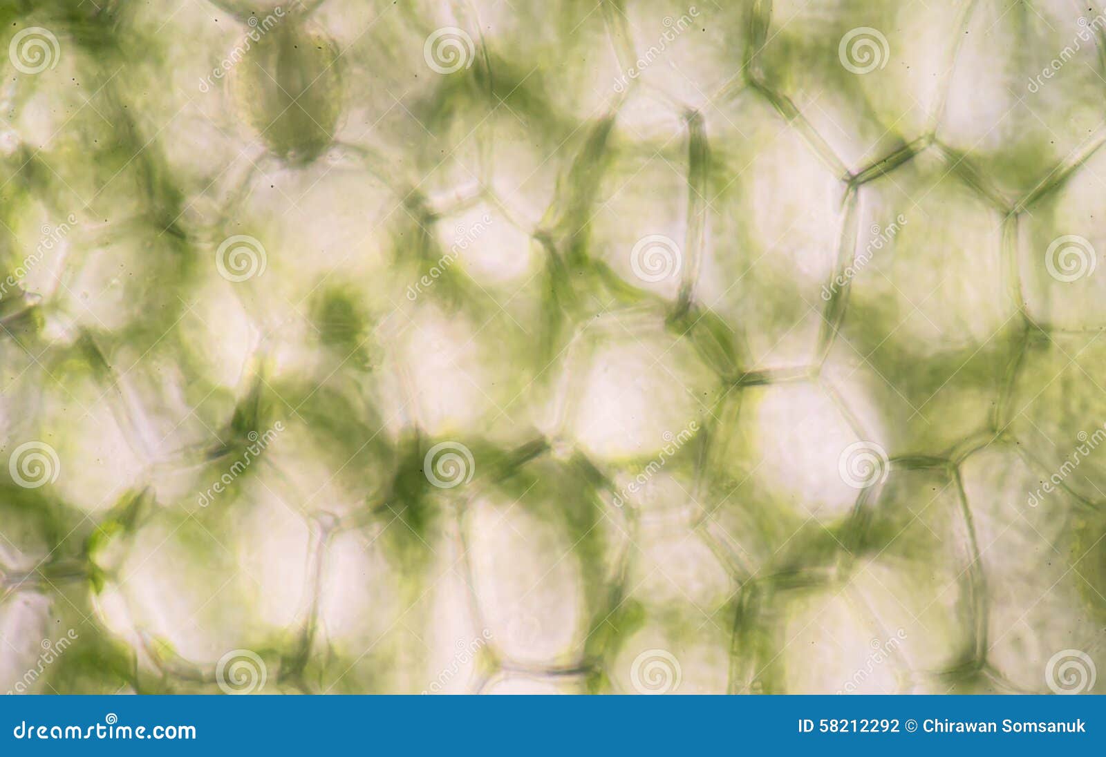 Plant Cells Under Microscope Stock Photo - Image of experiment ...