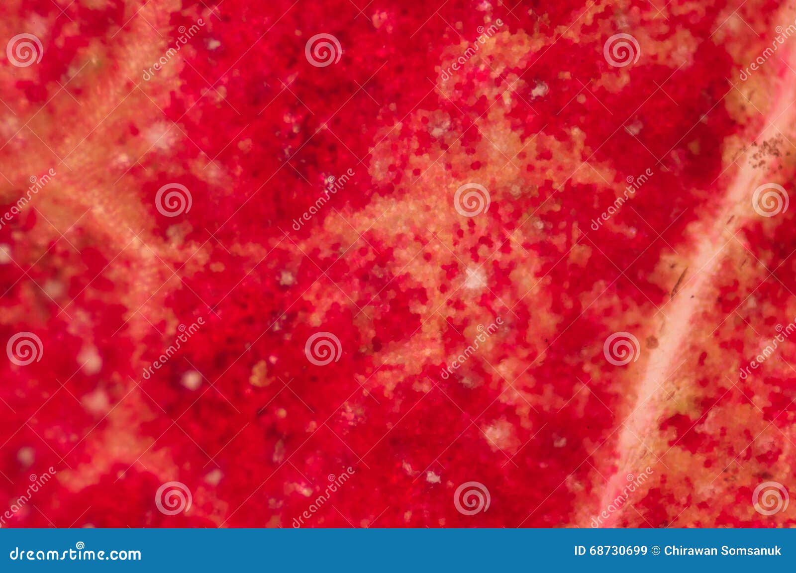 Plant Cells Under Microscope Stock Image - Image of core, background ...
