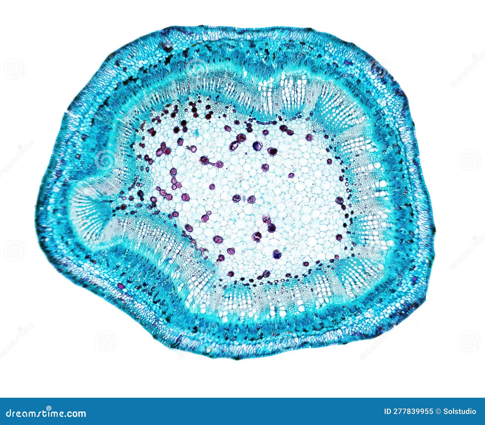 Plant Cells Under a Microscope Stock Illustration - Illustration of ...
