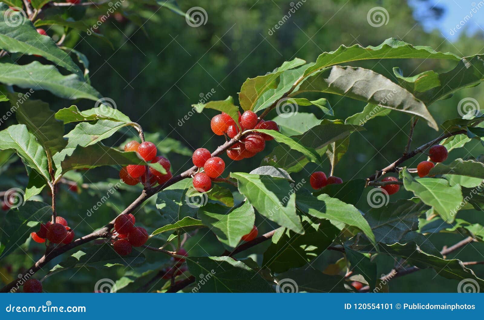 Plant, Cherry, Aquifoliaceae, Buffaloberries Picture. Image: 120554101
